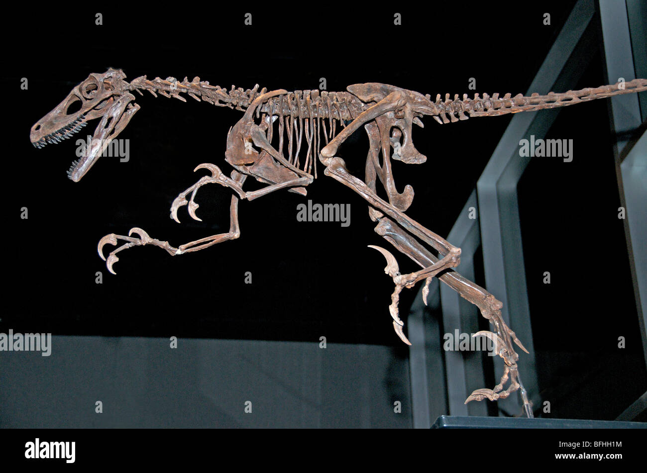 Lizard Bird Robber skeleton (Saurornitholestes). Royal Tyrrell Museum ...