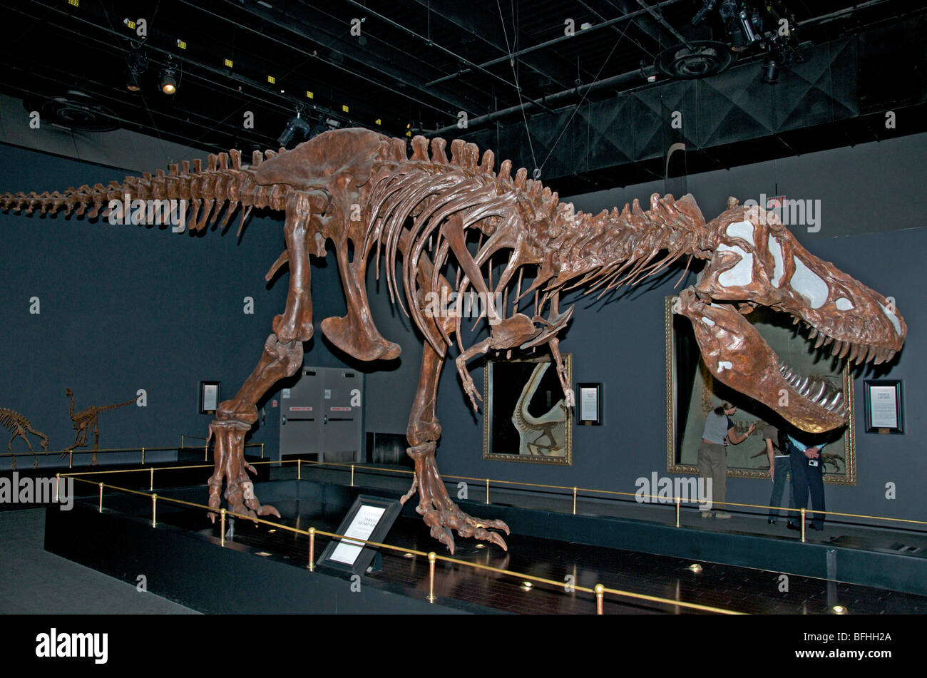 Tyrannosaurus, Royal Tyrrell Museum, Drumheller, Alta Canada Stock ...