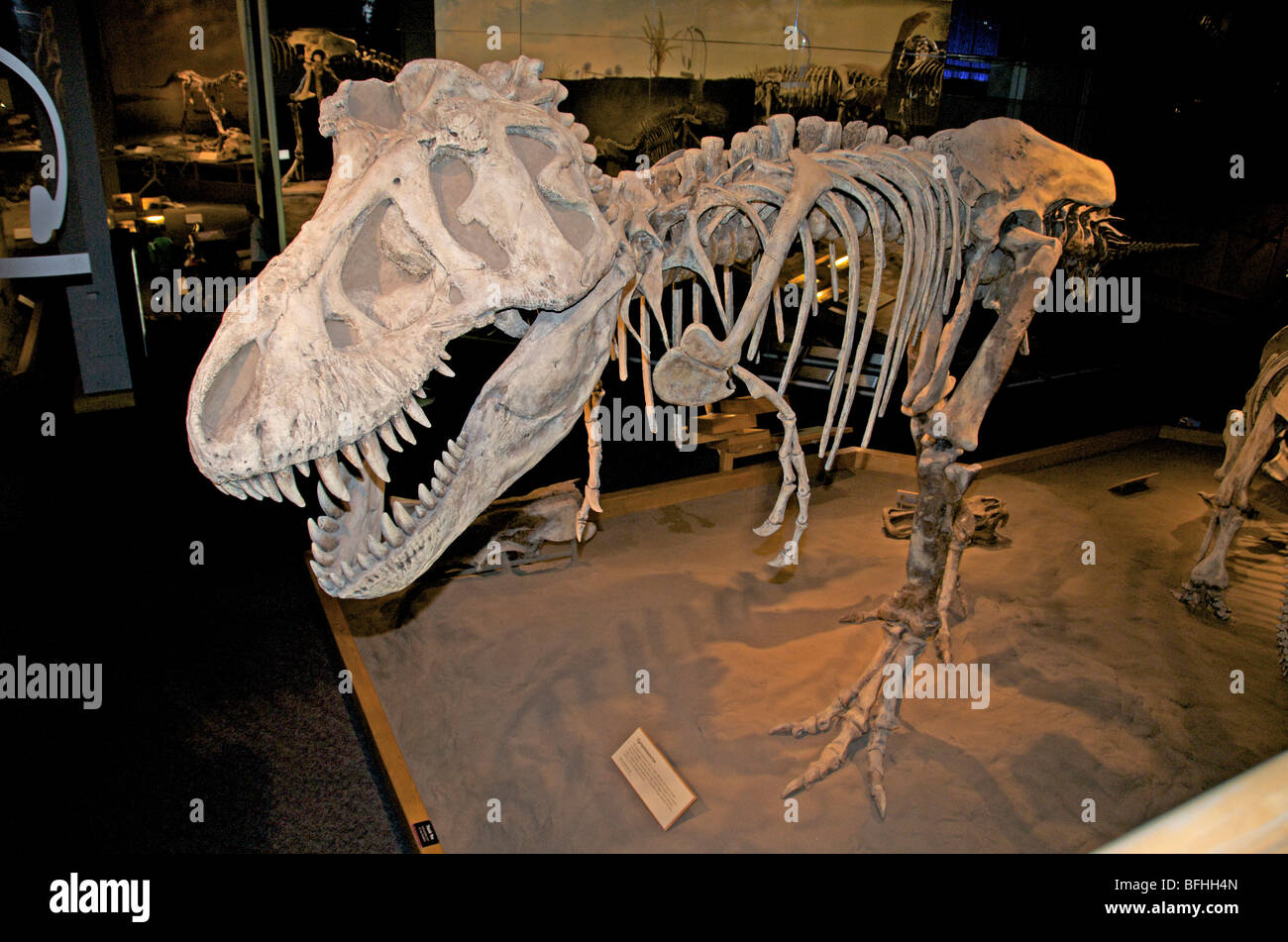 Tyrannosaurus, Royal Tyrrell Museum, Drumheller, Alta Canada Stock ...