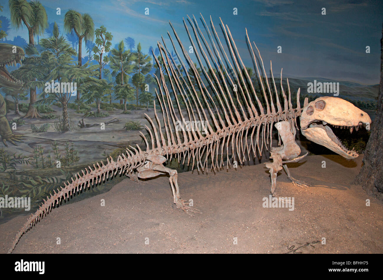 Dimetrodonte Dimetrodon | Tap! Dig! My Museum! Wiki | Fandom