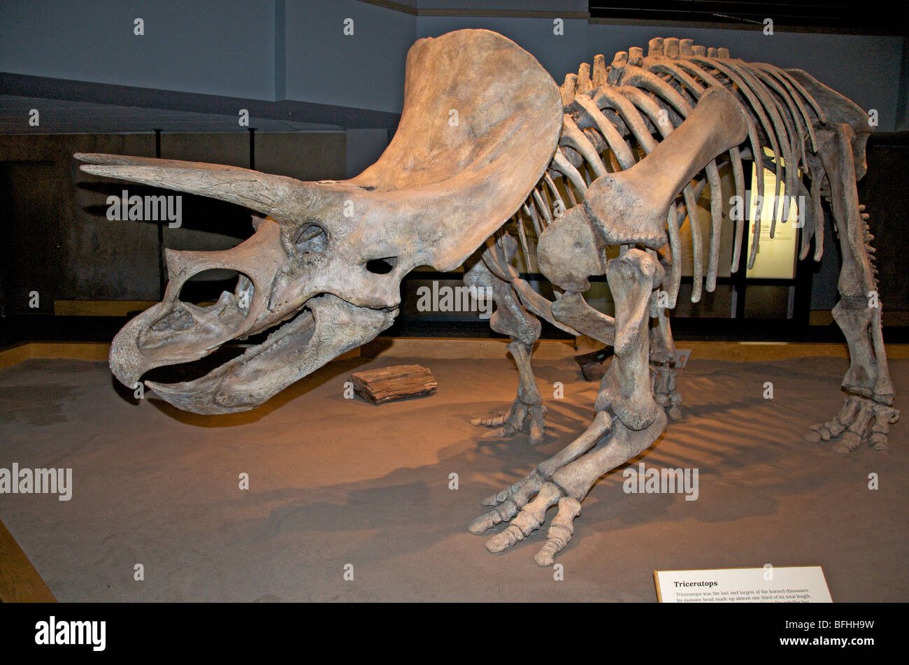 Triceratops horridus skeleton. Royal Tyrrell Museum, Alta, Canada Stock ...