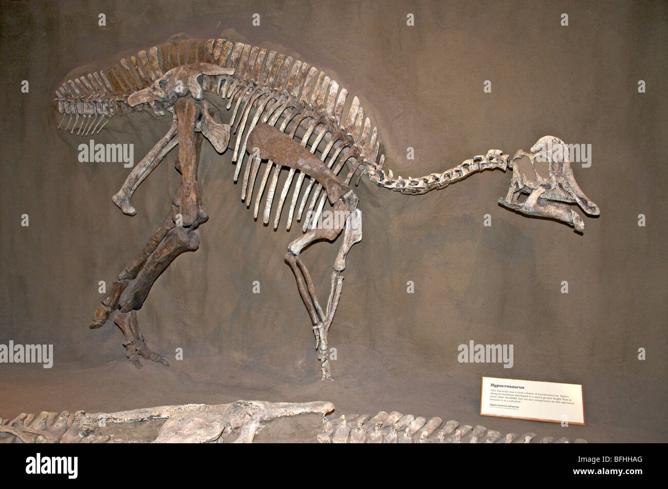 Hypacrosaurus hi-res stock photography and images - Alamy