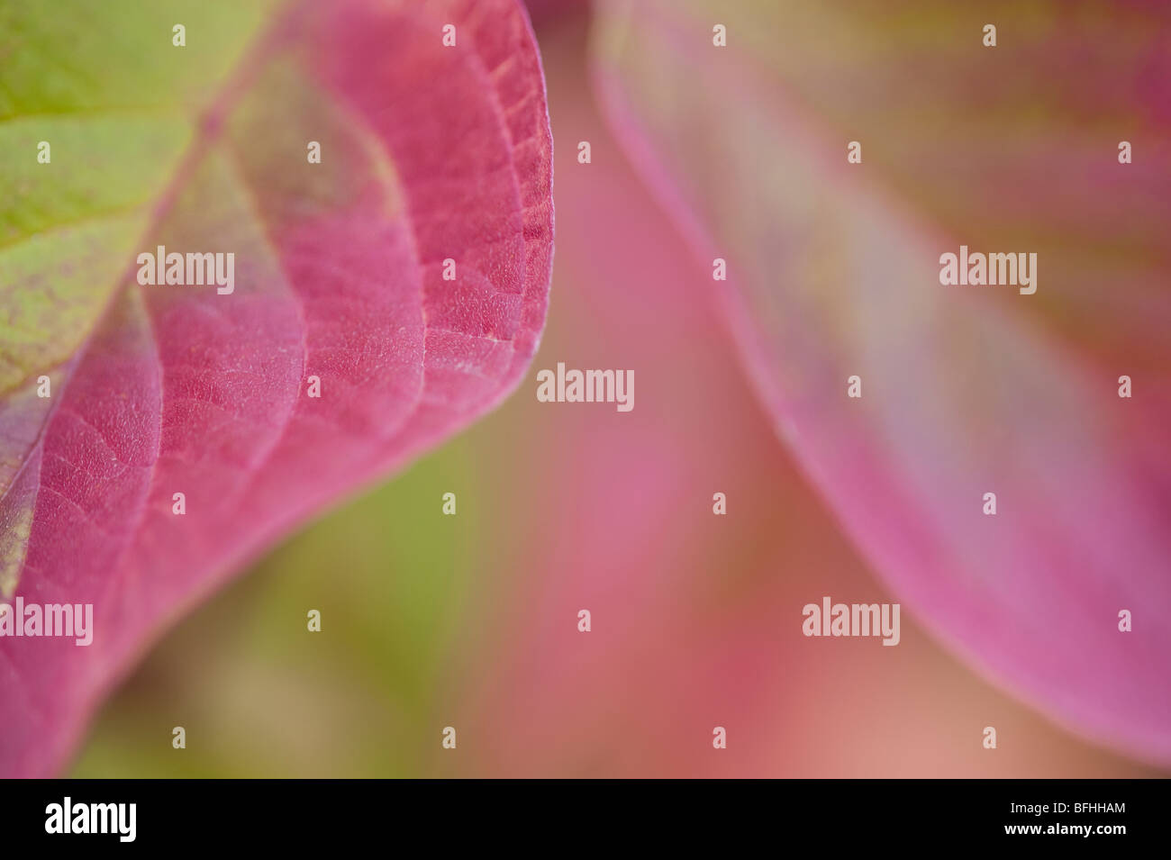 Pacific Dogwood leaves close up turning in autumn fall colors Stock ...