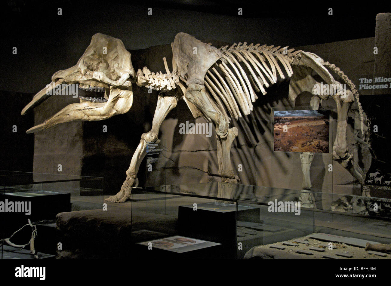 Gomphotherium Skeleton