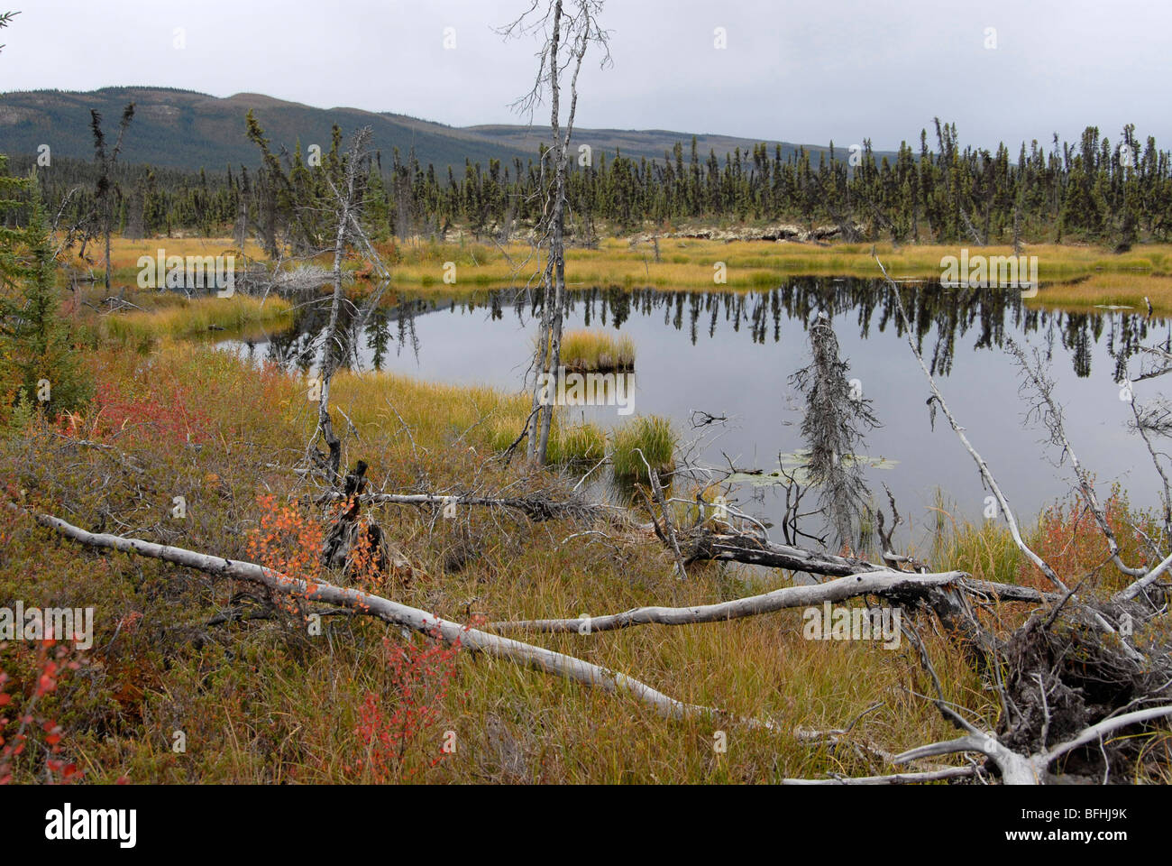 Muskeg hi-res stock photography and images - Alamy