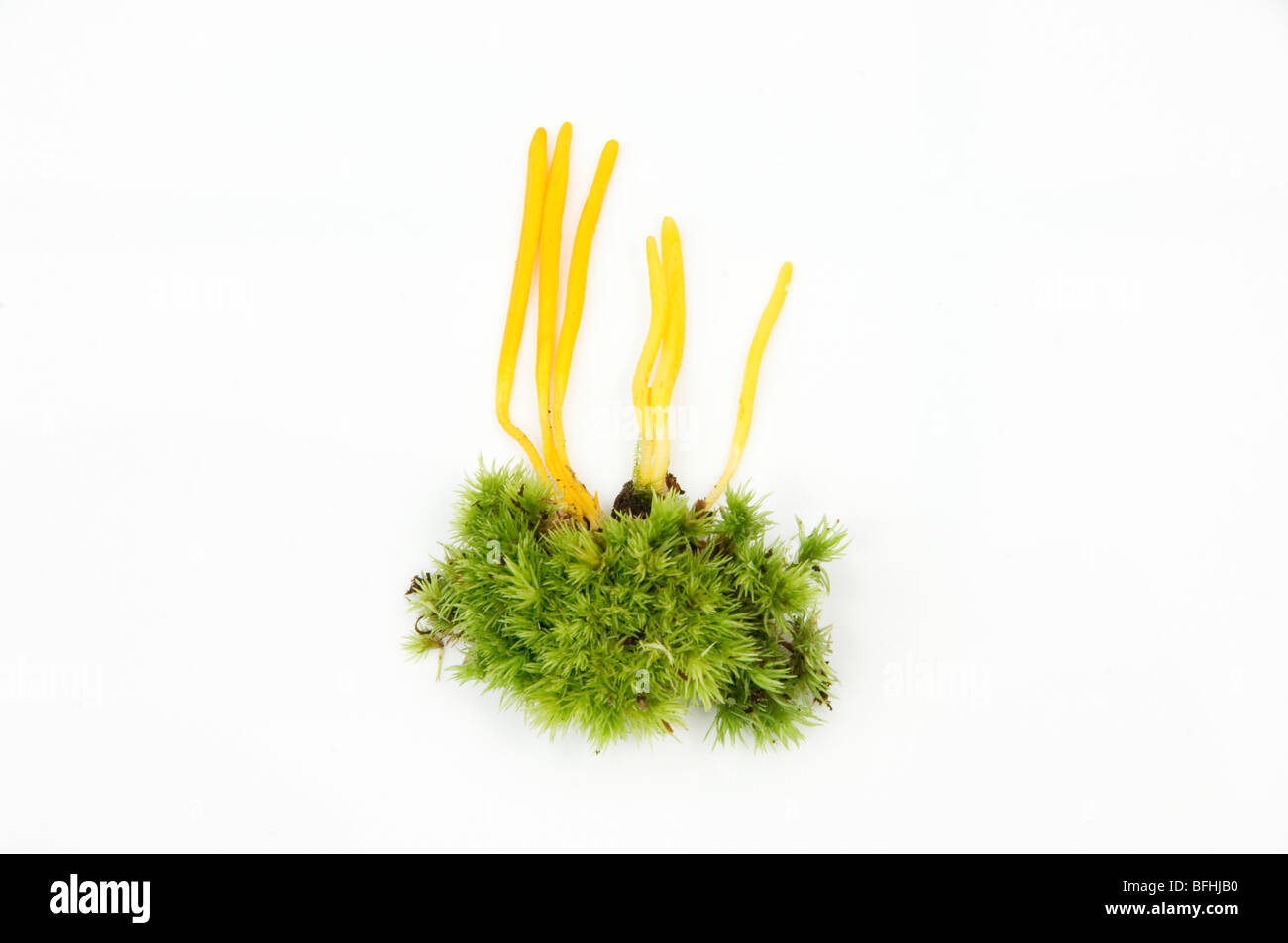 Yellow Club Fungus Stock Photos & Yellow Club Fungus Stock Images - Alamy