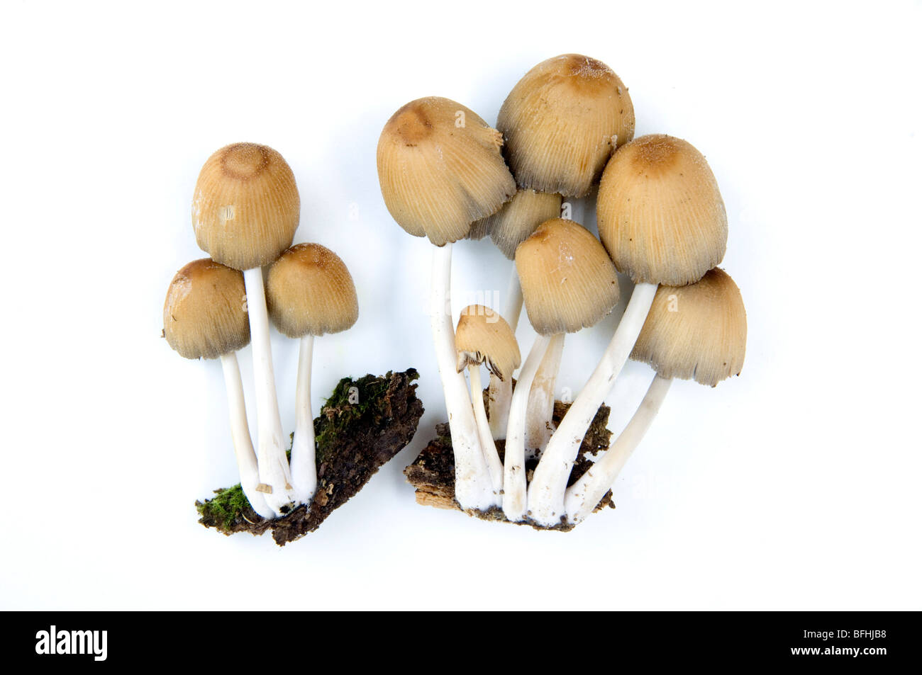 Coprinus Mushroom 40x