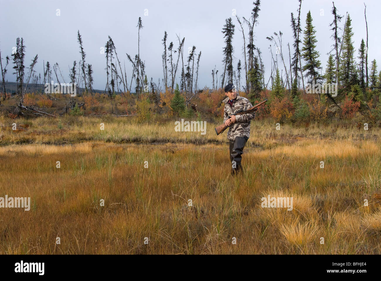 Hunter carrying rifle in a safe position walks through muskeg in search ...
