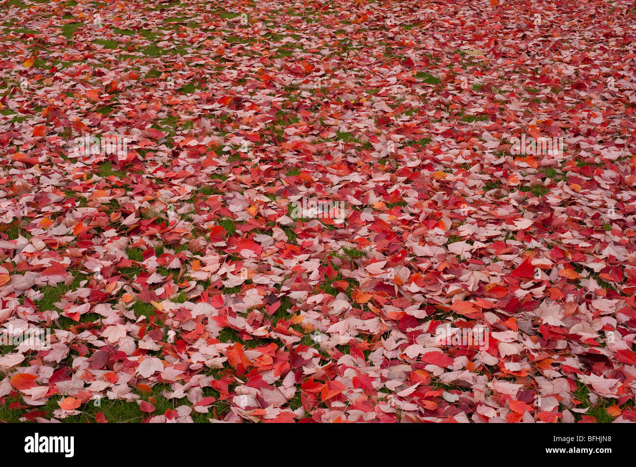 Colorful ground covering hi-res stock photography and images - Alamy