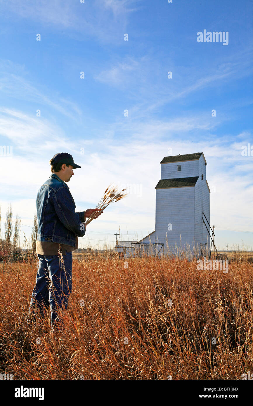 Farmer standing in field holding wheat stalks with grain elevator Stock ...