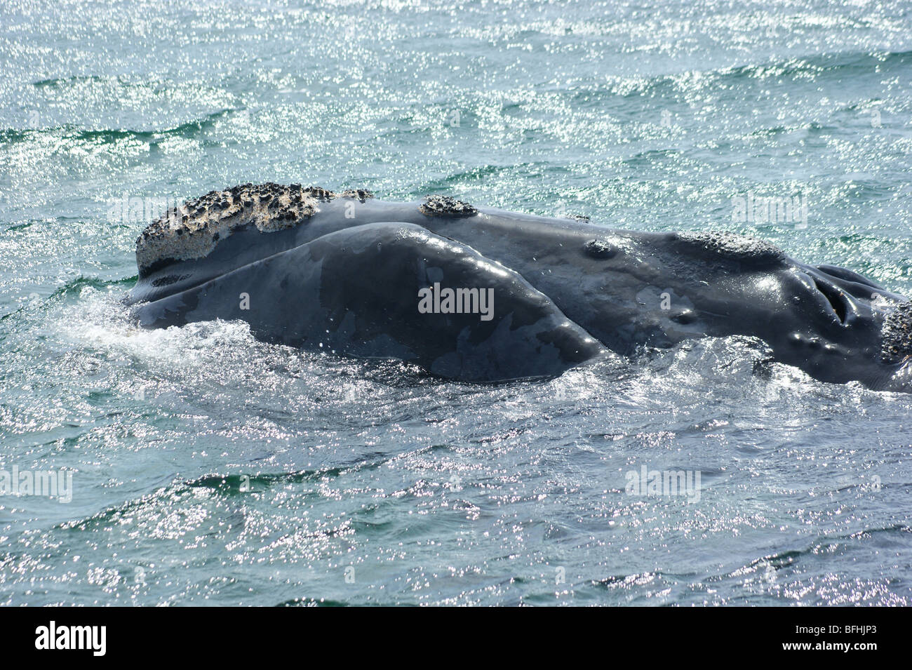 southern right whale Stock Photo - Alamy