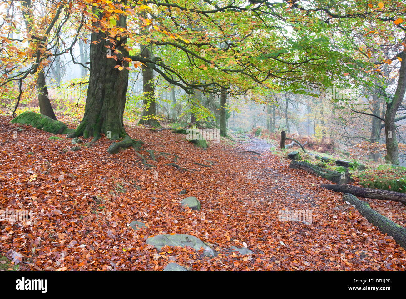 Padley Gorge in the Autumn in the Peak District National Park Stock ...