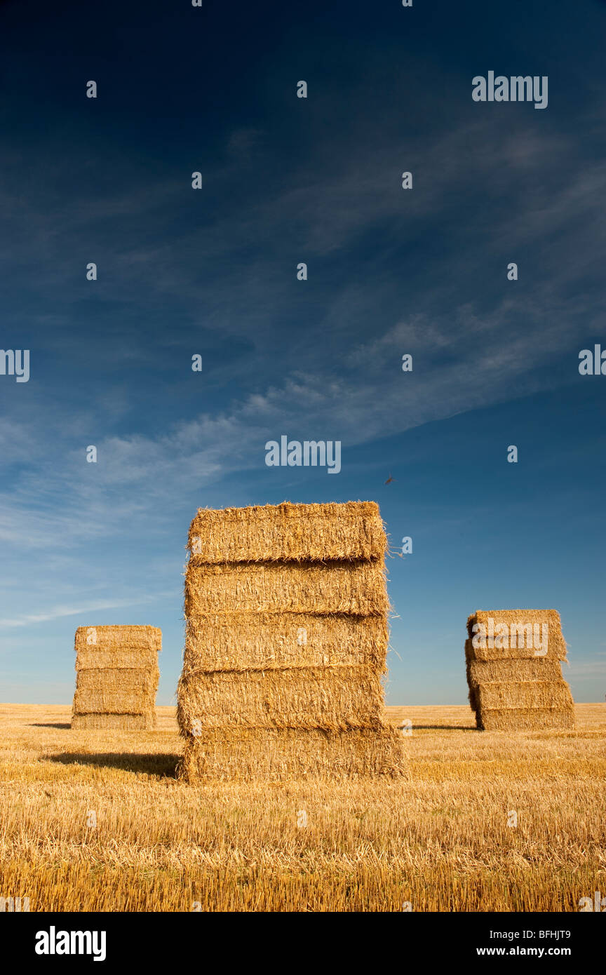 Big bales of Straw stacked on stubble field Stock Photo - Alamy