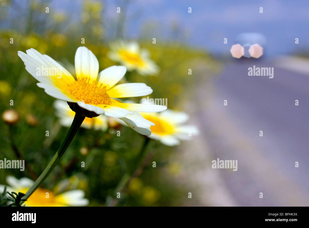 Yellow flowers roadside hi-res stock photography and images - Alamy