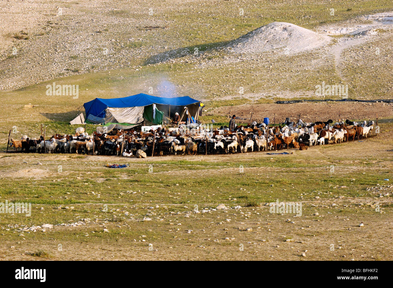 Israel, Negev Desert, Bedouin tent surrounded by a herd of sheep Stock ...
