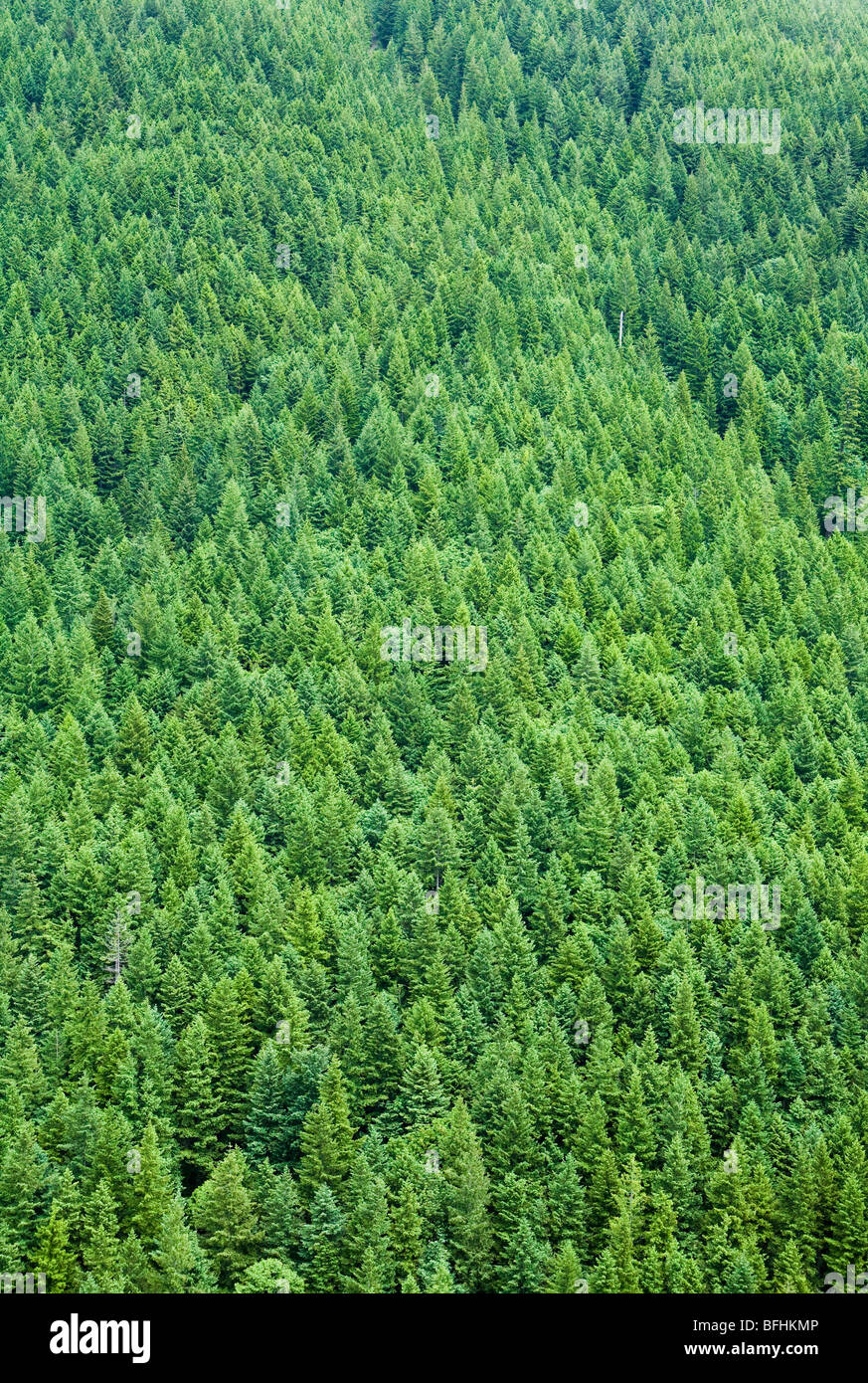 Forest douglas fir trees background hi-res stock photography and images ...