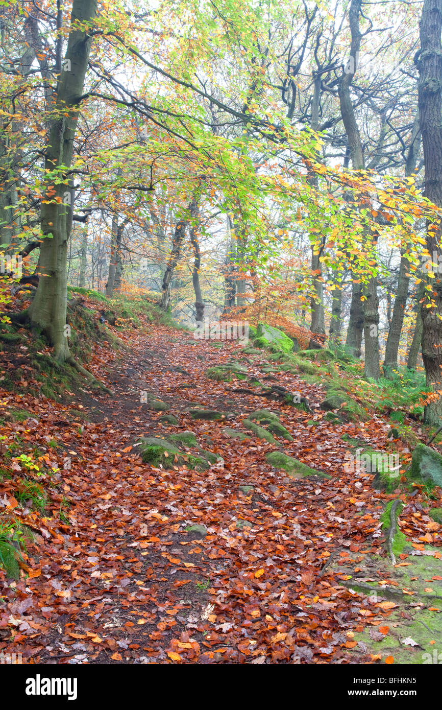 Padley Gorge in full Autumn colours in the Peak District National Park ...