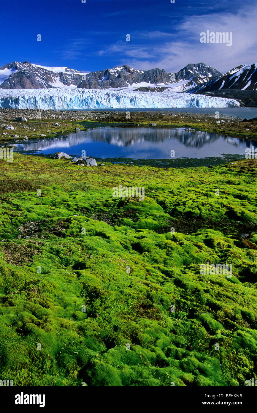 Arctic moss hi-res stock photography and images - Alamy