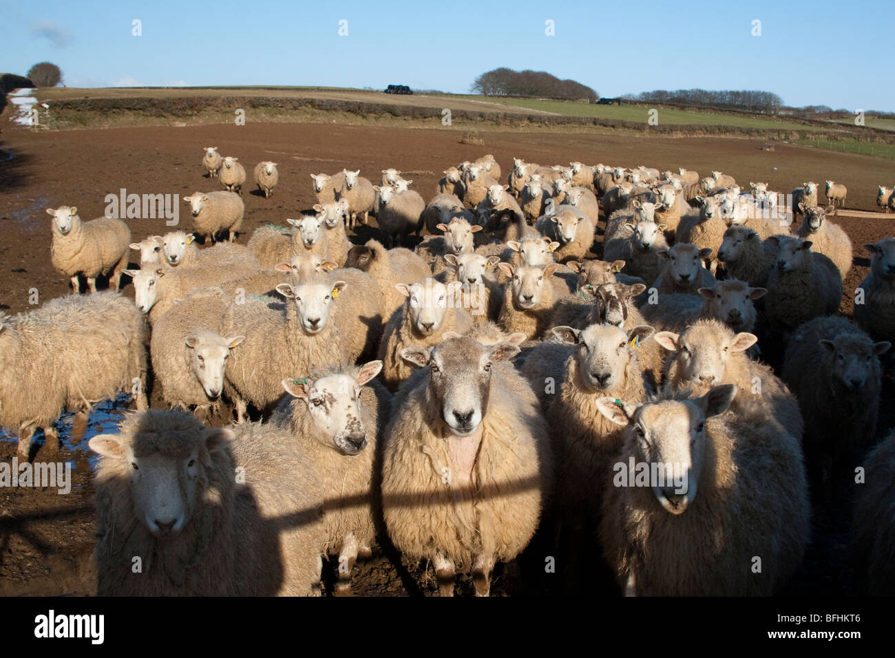 Sheep muddy field hi-res stock photography and images - Alamy