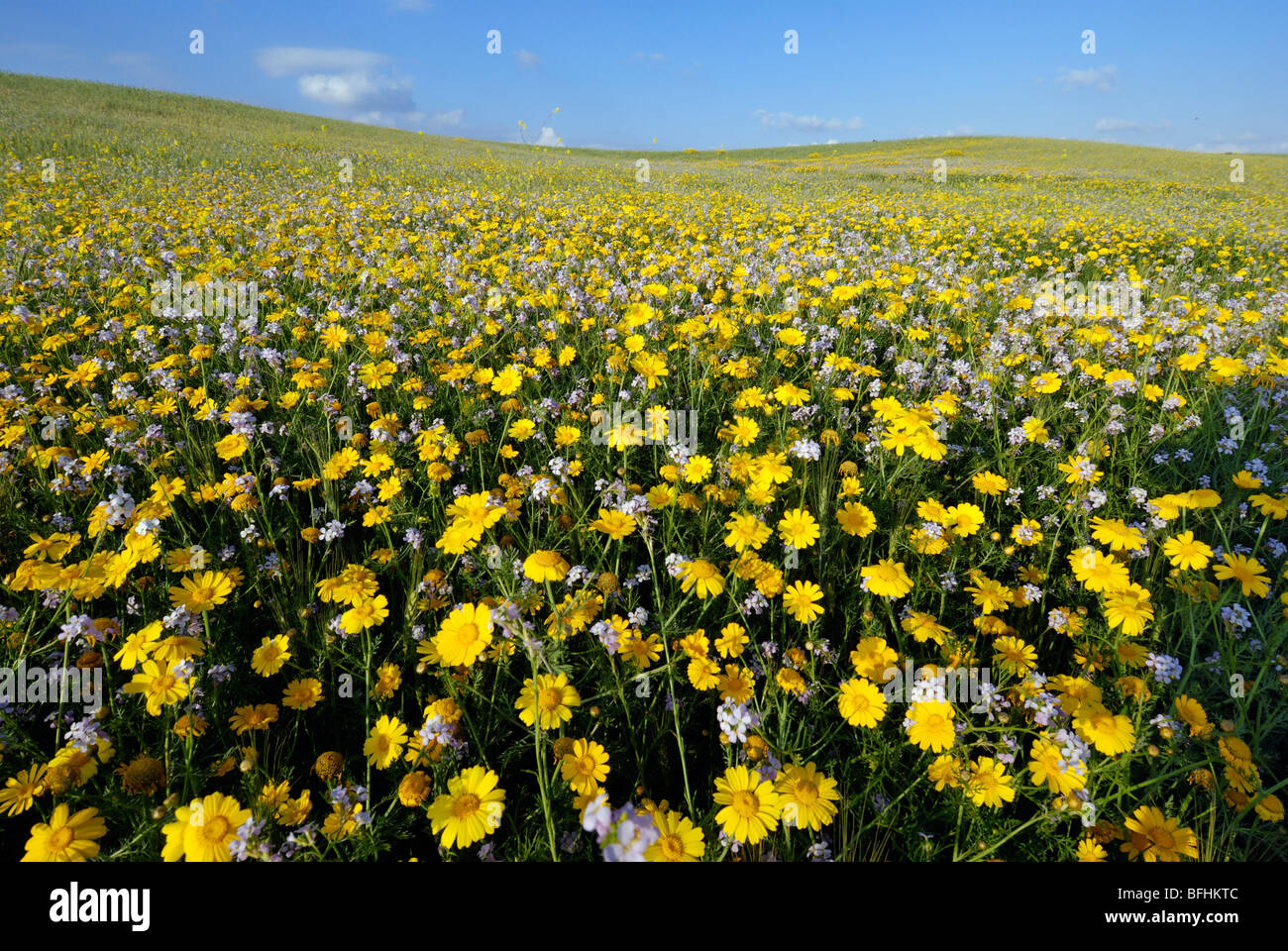 Daisies by roadside hi-res stock photography and images - Alamy