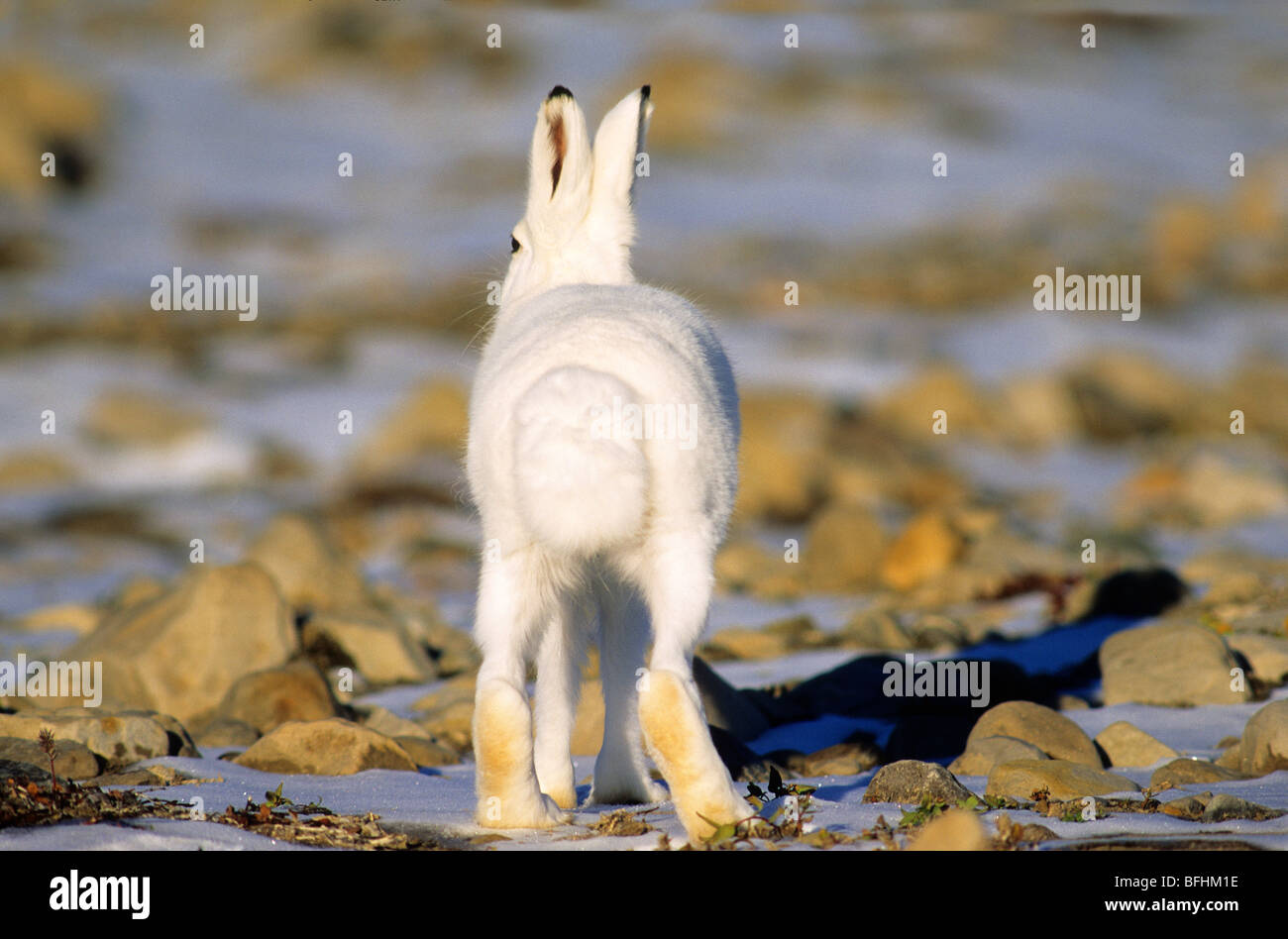 Articus hi-res stock photography and images - Alamy