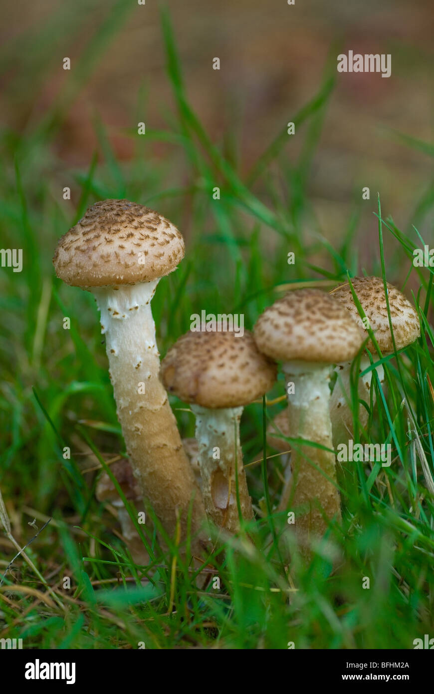 Wild Fungi growing from the forest floor Stock Photo - Alamy