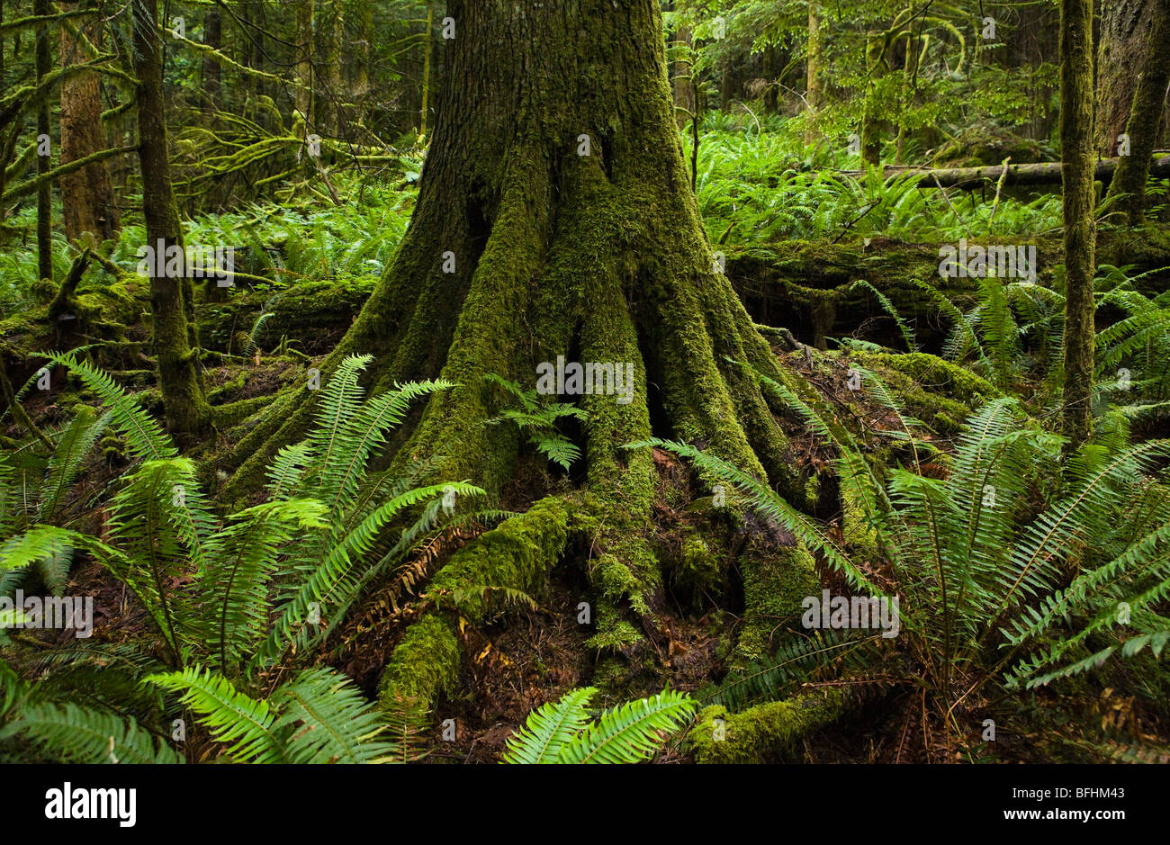 A moss covered Western Red Cedar tree trunk in a forest surrounded by ...