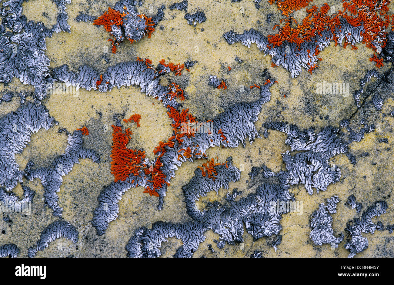 Lichen-encrusted rock, Victoria Island, Nunavut, Arctic Canada Stock ...