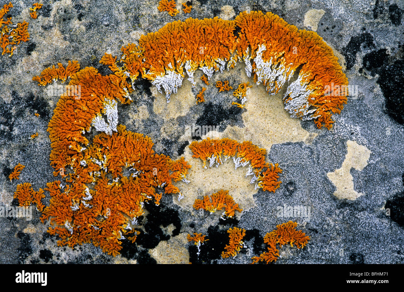 Lichen-encrusted rock, Victoria Island, Nunavut, Arctic Canada Stock ...
