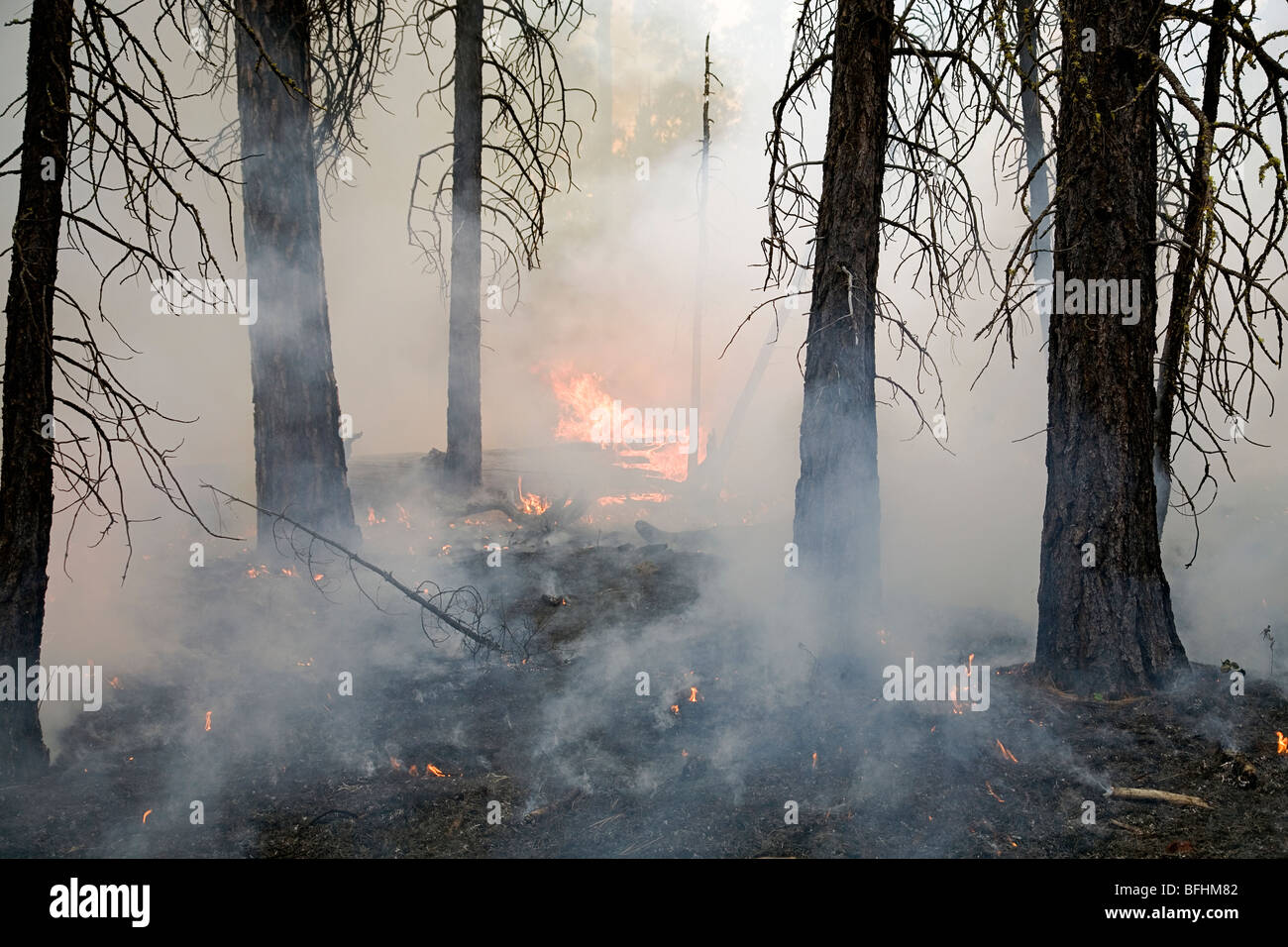 A forest fire or wildfire sweeps through a pine and fir forest in the ...