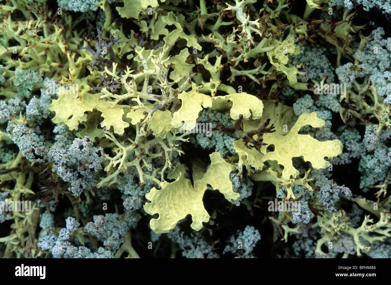 Arctic Lichens