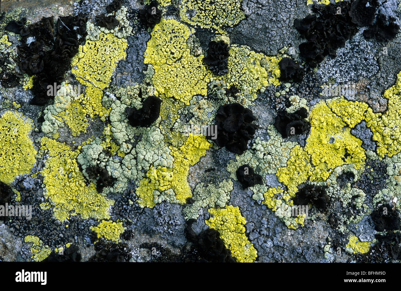 Lichen-encrusted rock, Victoria Island, Nunavut, Arctic Canada Stock ...