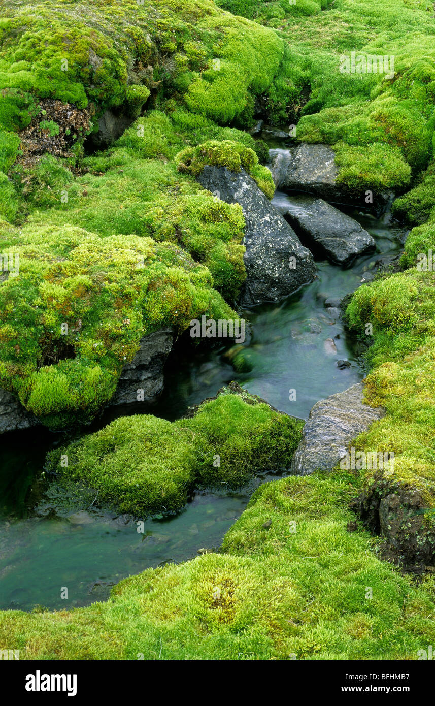 Arctic mosses hi-res stock photography and images - Alamy