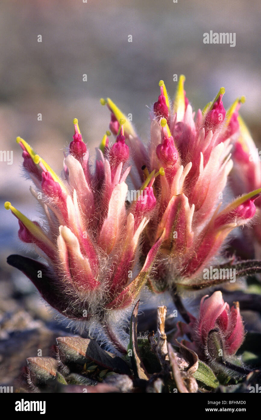 Paintbrush (Castilleja spp.), Bathurst Inlet, Barrenlands, Arctic ...