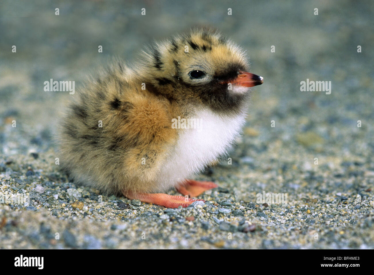 Newly hatched arctic tern chick (Sterna paradisaea) with the egg tooth ...