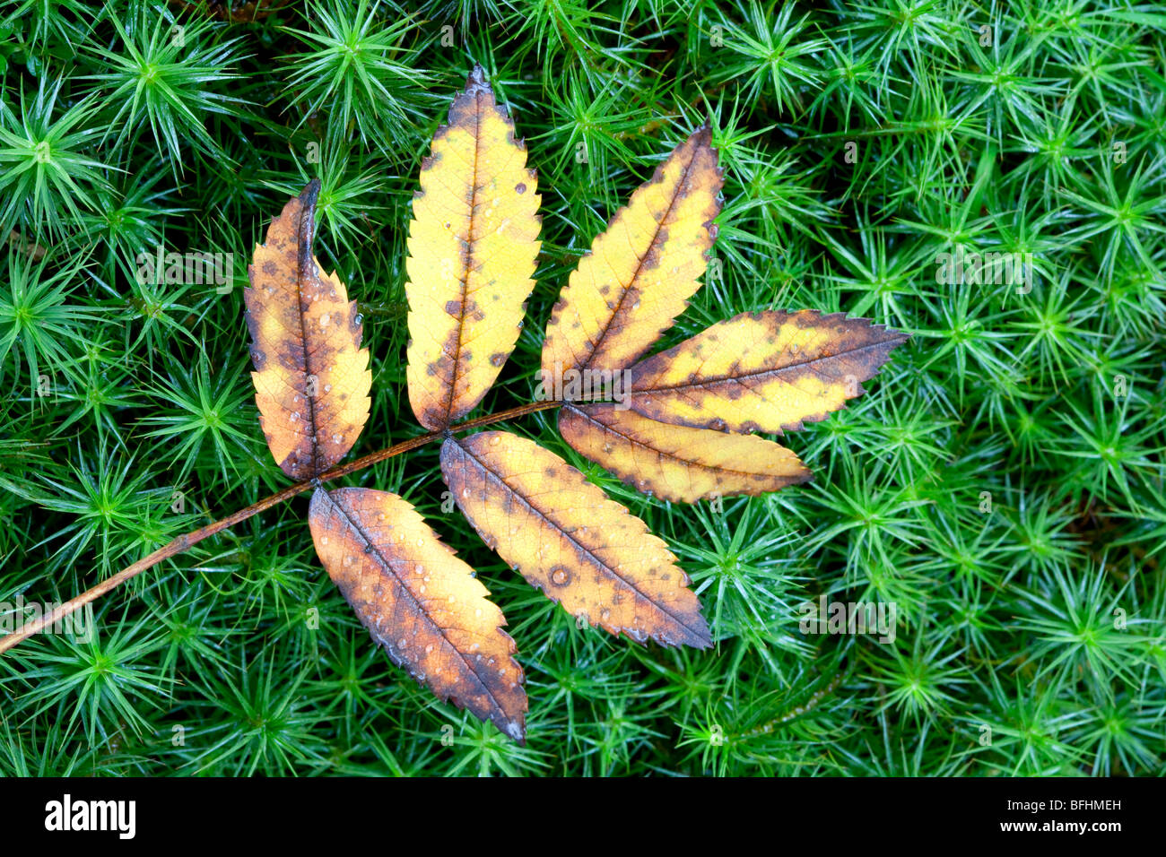 Ash Tree leave on a bed of moss/woodland plant, UK Stock Photo - Alamy