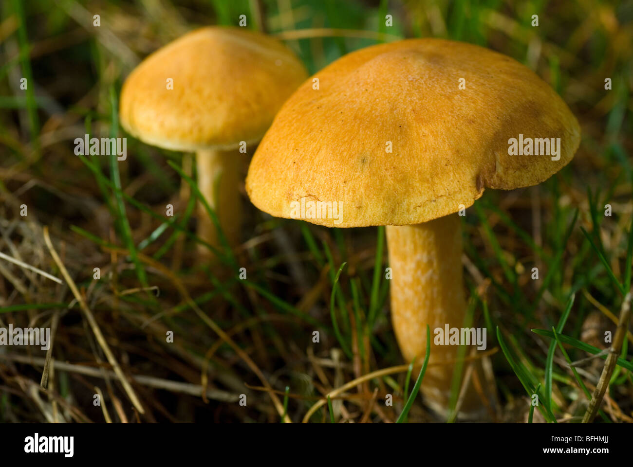 Wild Fungi growing from the forest floor Stock Photo - Alamy