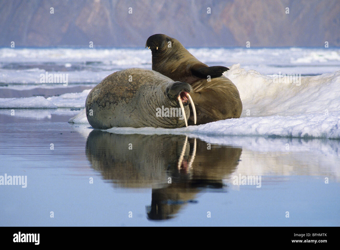 Atlantic walruses (Odobenus rosmarus rosmarus) on pack ice, Alexandra ...