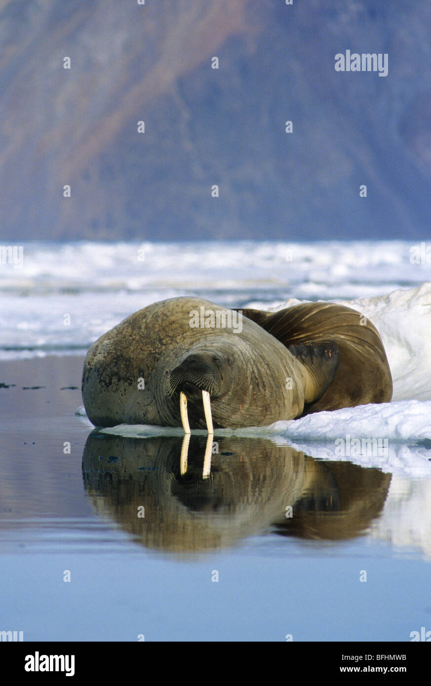 Atlantic walruses (Odobenus rosmarus rosmarus) on pack ice, Alexandra ...