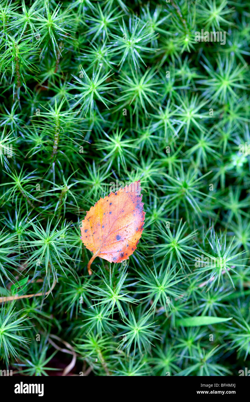 Moss_bed hi-res stock photography and images - Alamy