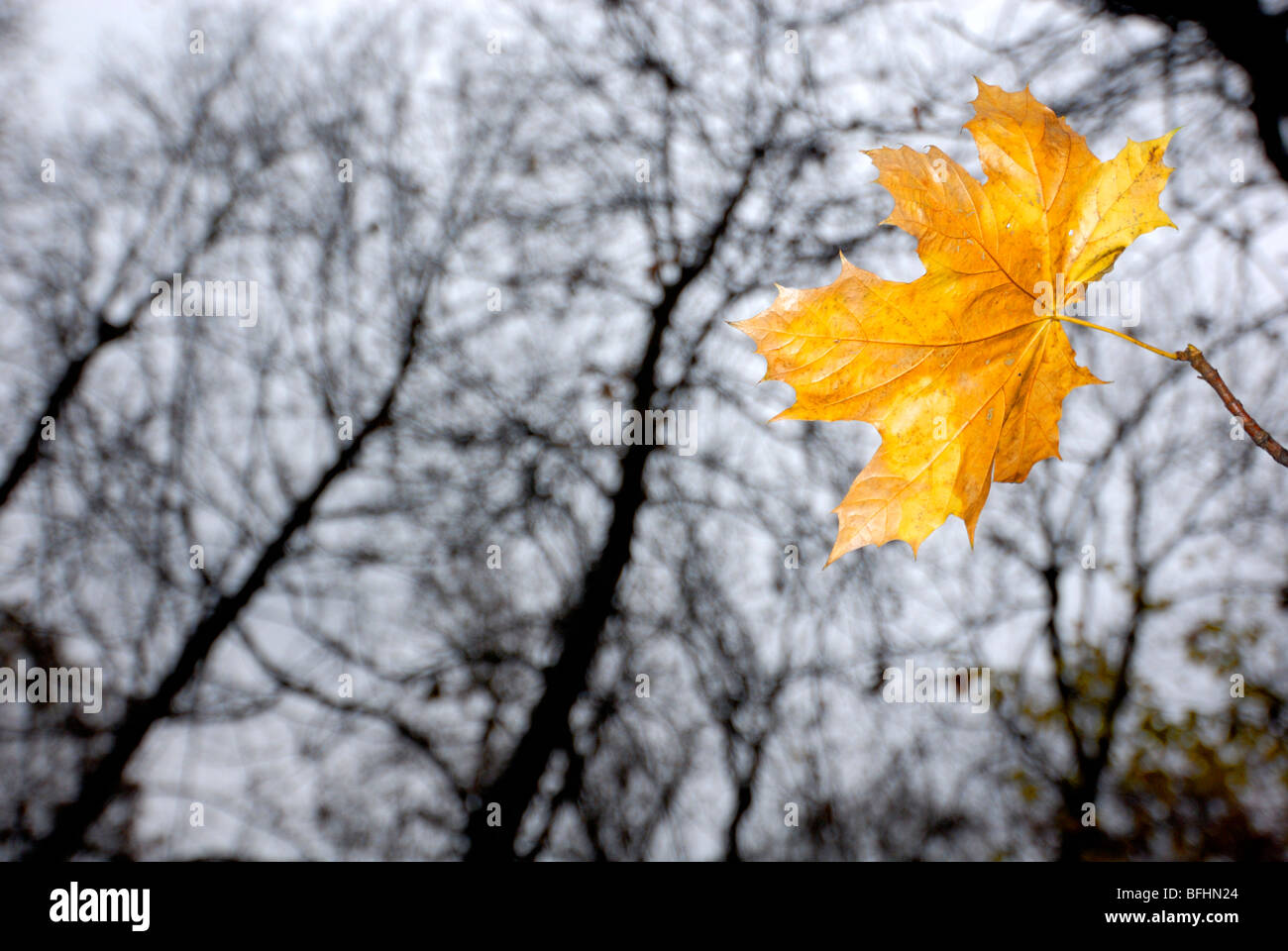 Fallen autum tree leaves hi-res stock photography and images - Alamy