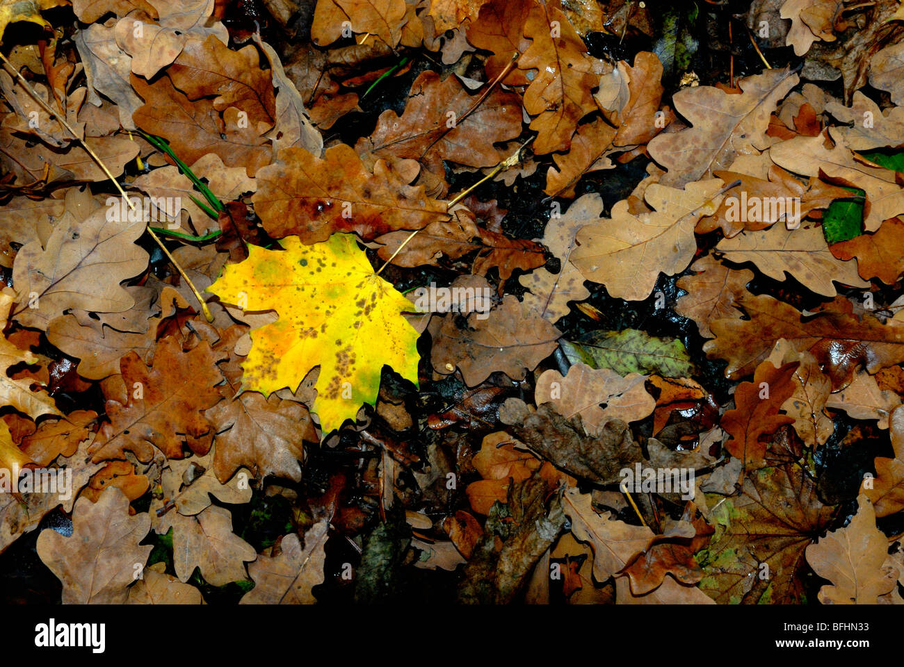 Colours of autumn Stock Photo - Alamy