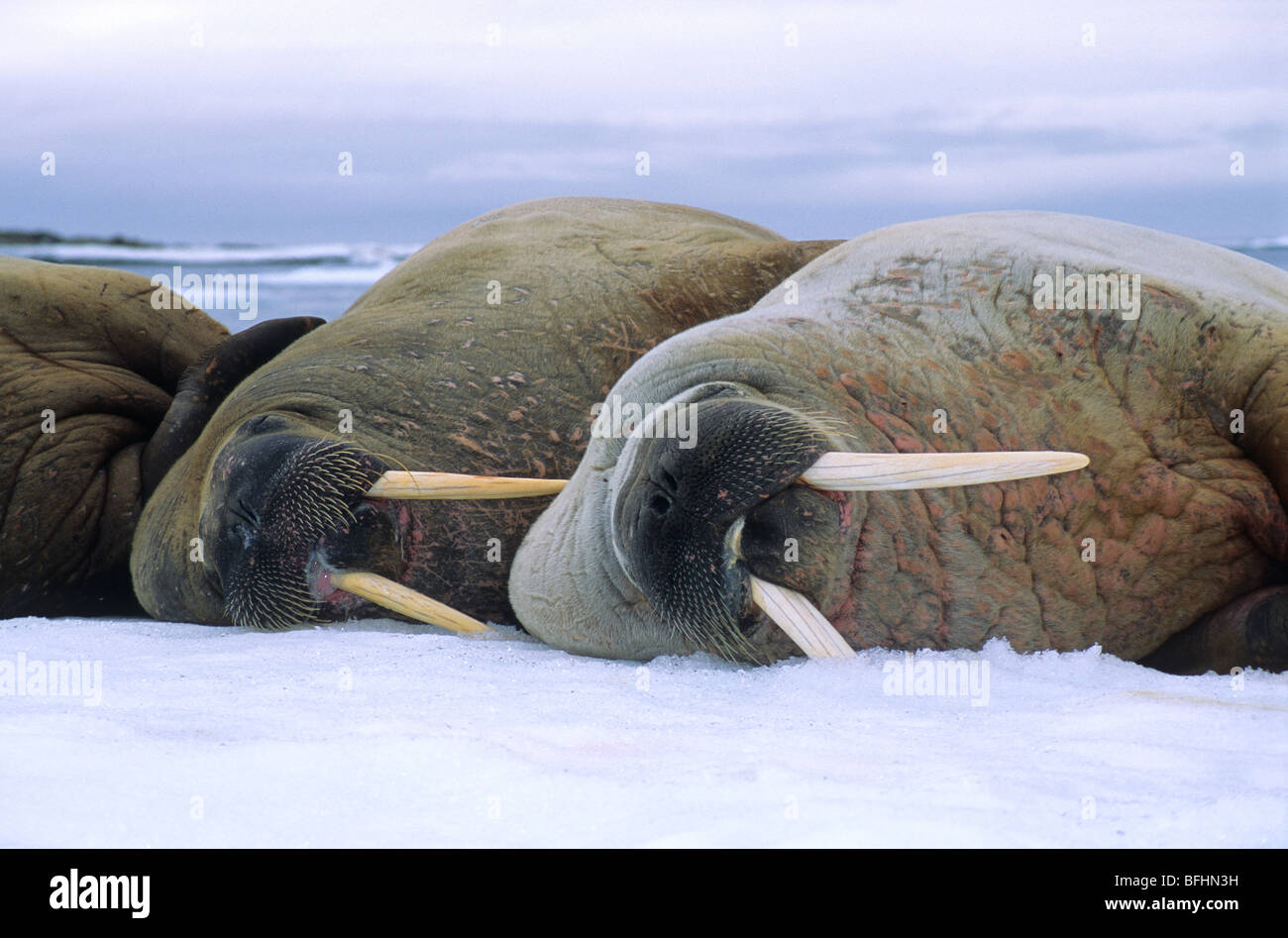 Atlantic walrus(es) (Odobenus rosmarus rosmarus) loafing on the pack ...