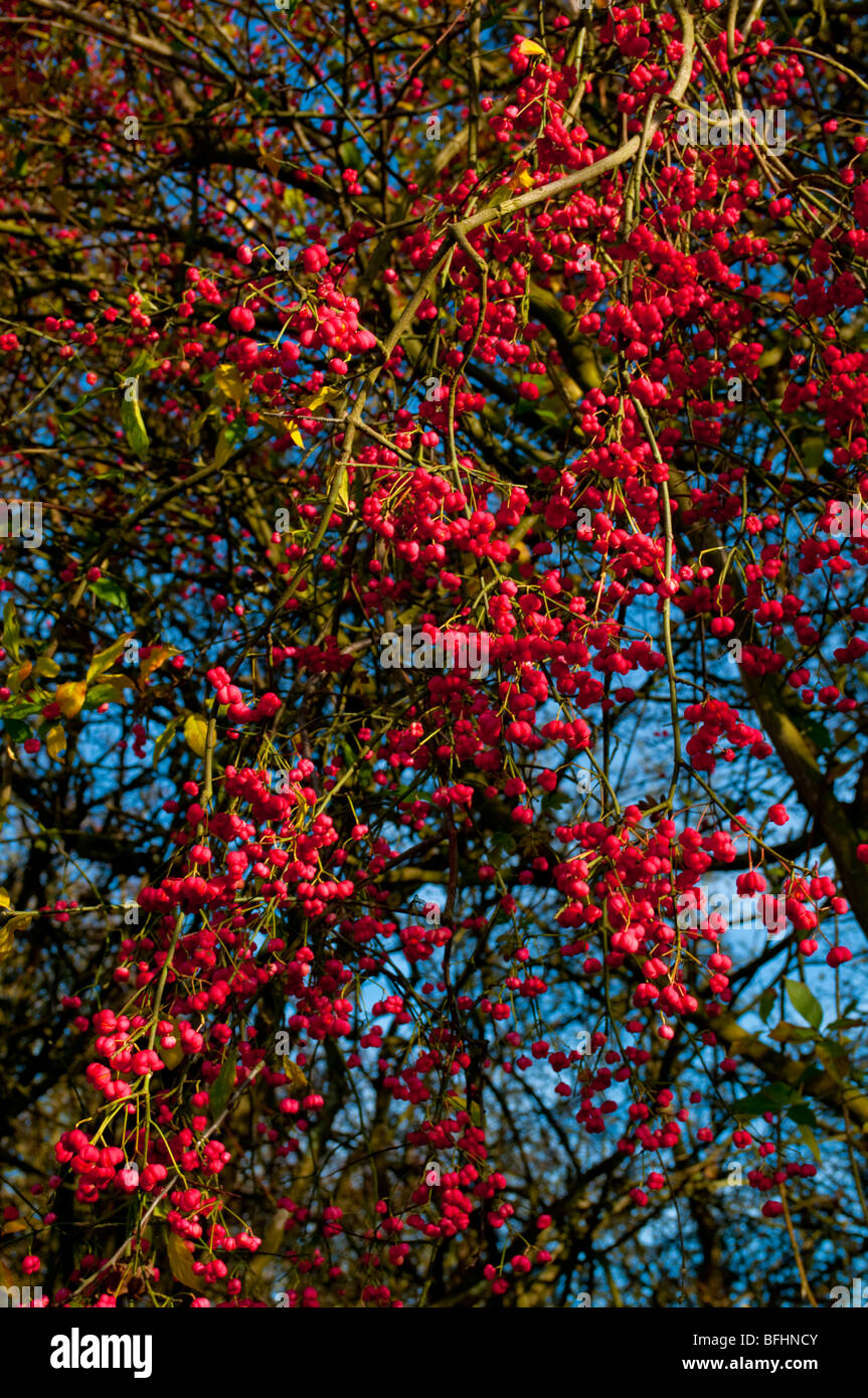 Spindle berry hi-res stock photography and images - Alamy