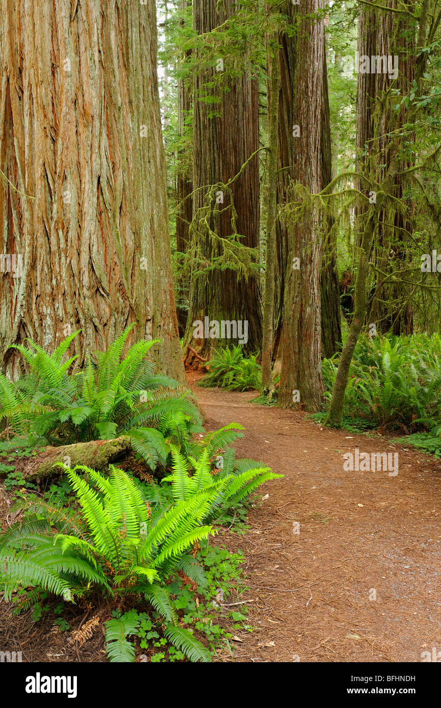 Old forest road running through the towering redwood trees of Del Norte ...