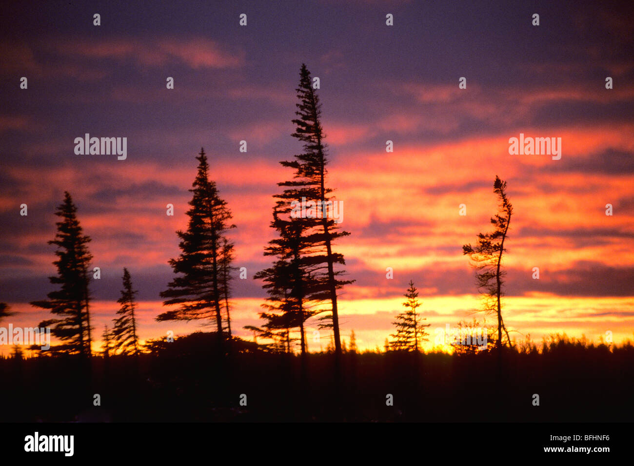 White spruce at the northern treeline of the boreal forest, northen ...