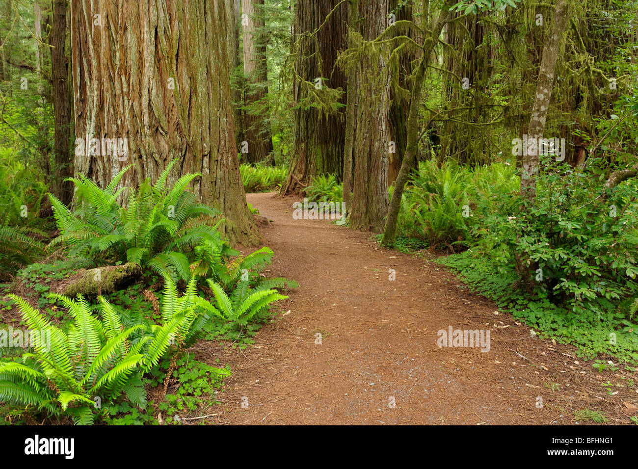 Old forest road running through the towering redwood trees of Del Norte ...