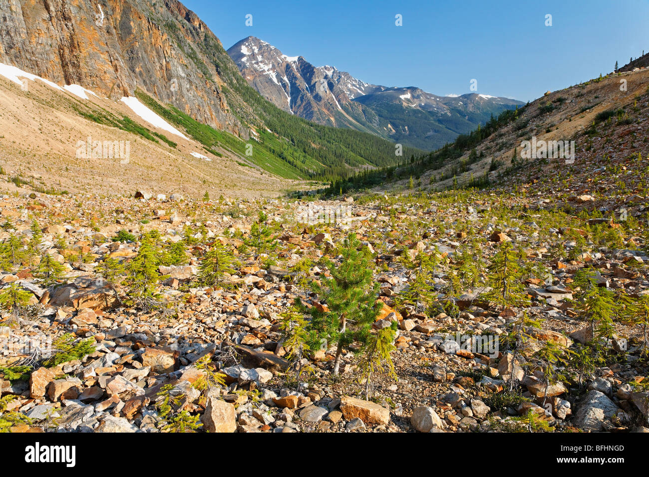 The beginning signs of a future forest in the early stages in the ...