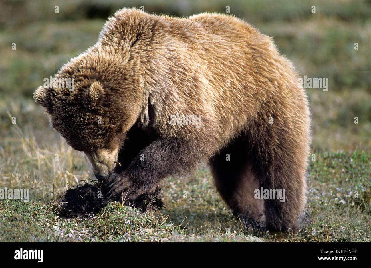 Brown bear (Ursus arctos) digging for the nutritious roots of tundra ...