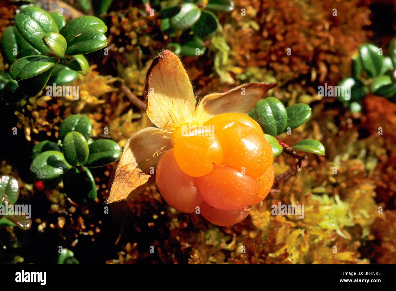 Tundra vegetation nunavut hi-res stock photography and images - Alamy